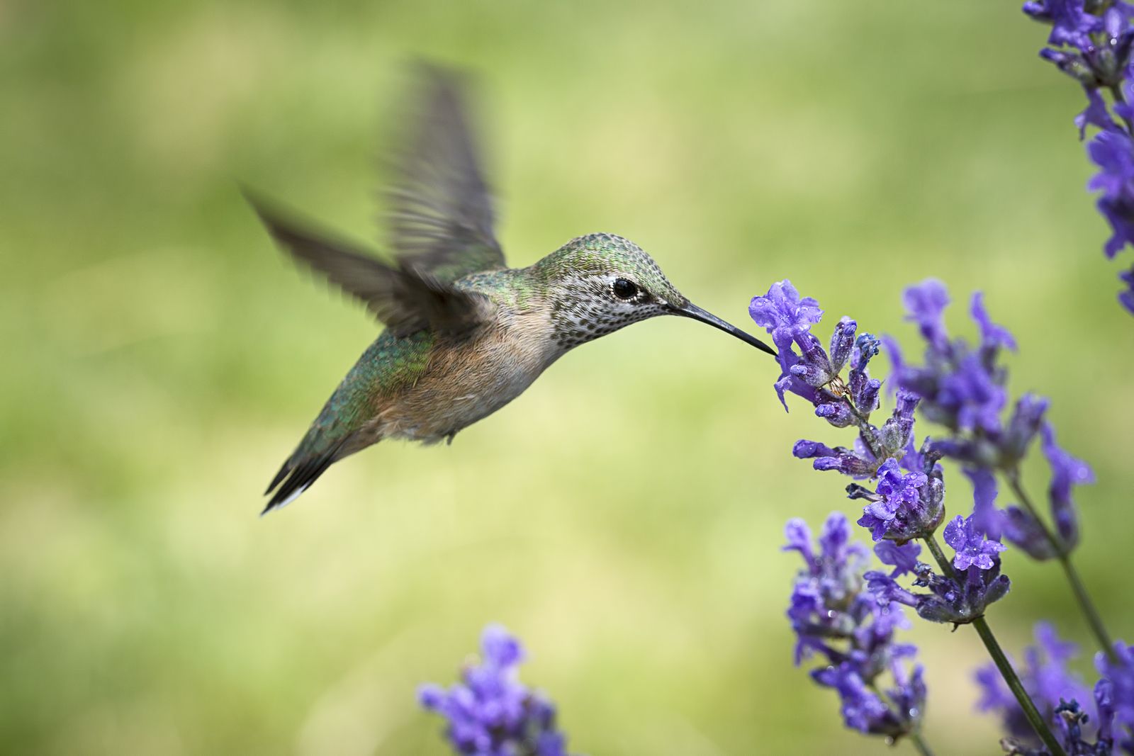 Attracting Hummingbirds to Your Yard – Seasoned Times