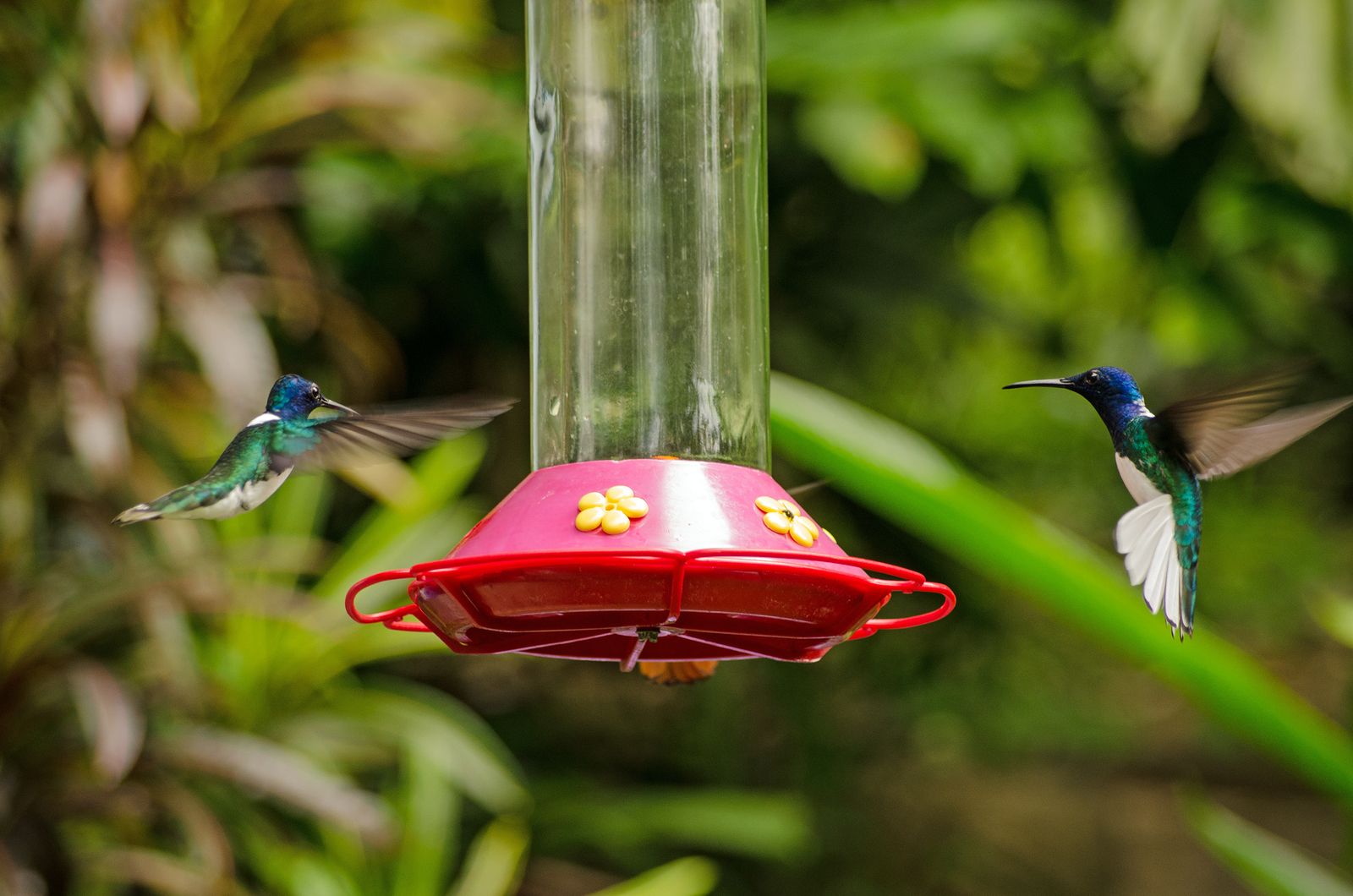 Attracting Hummingbirds to Your Yard – Seasoned Times
