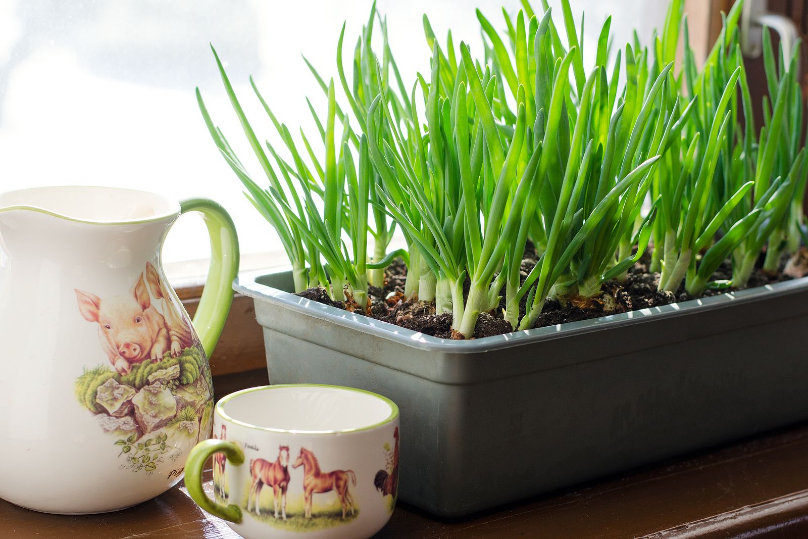 Growing Your Salad in a Window Box – Seasoned Times