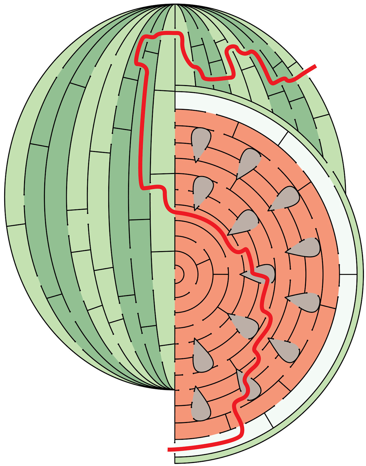 Watermelon Maze 721 Solution – Seasoned Times